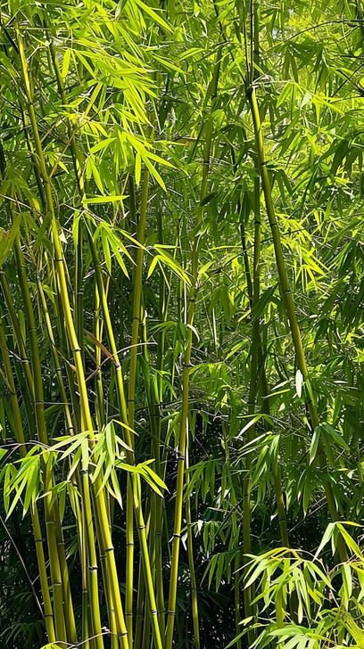 Mongrel, 30 – Rita de Heer